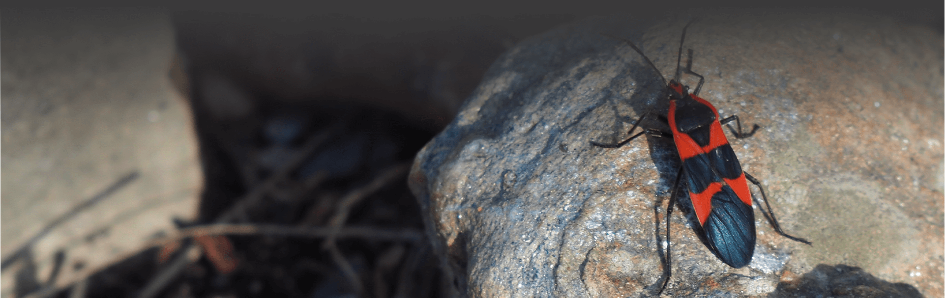 Boxelder - Cal-Rid Pest Control Specialists
